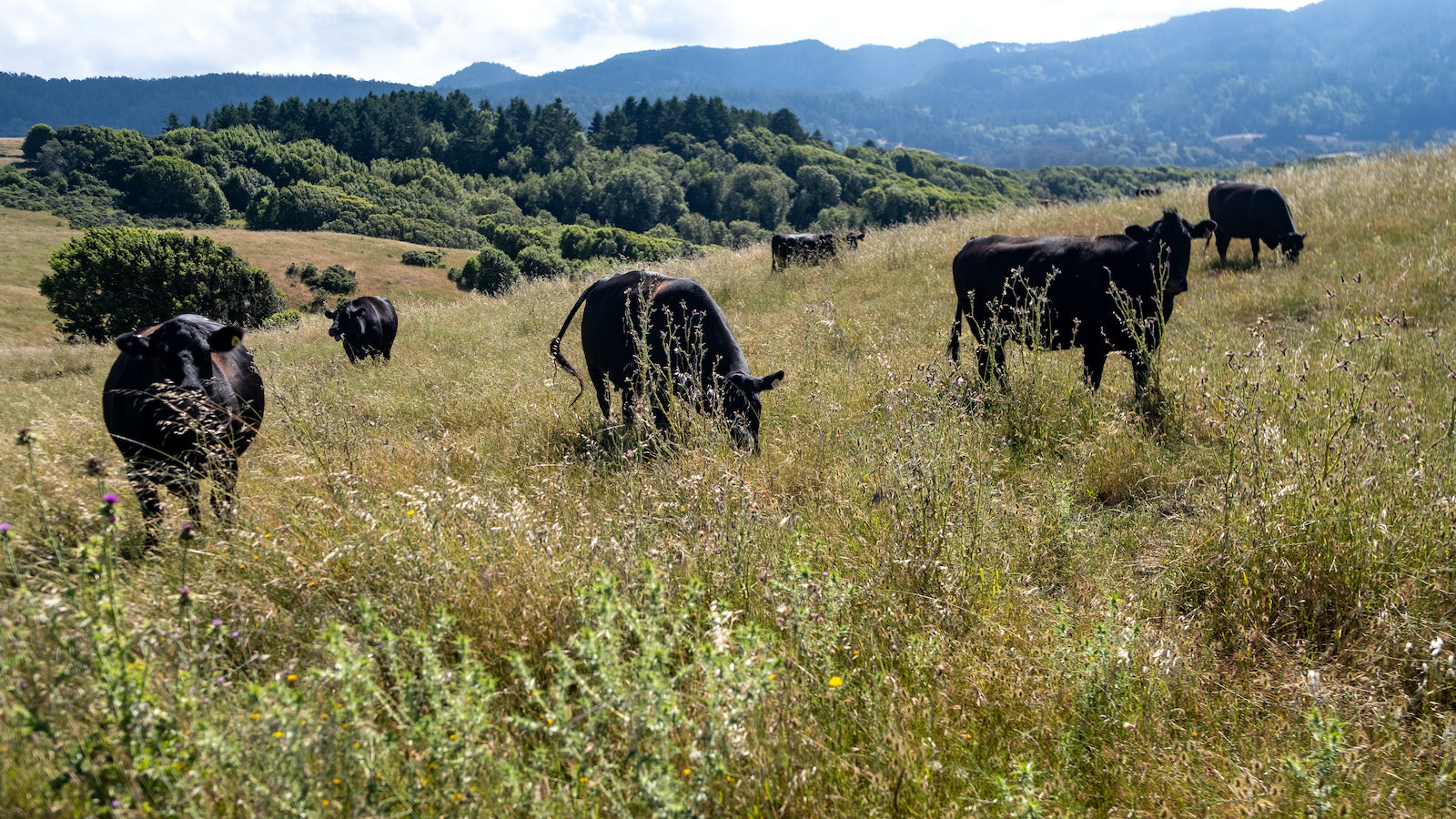 Olema Valley – PARK STORE